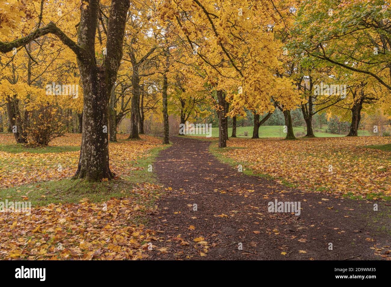 Seasonal changes Autumn colors in nature Oregon state Stock Photo - Alamy