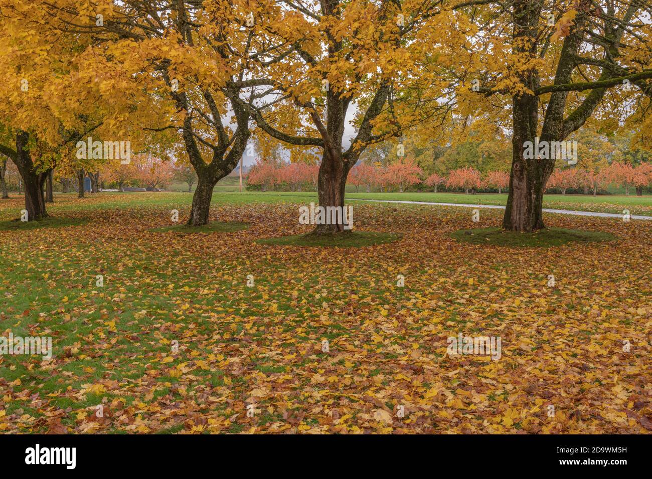Seasonal changes Autumn colors in nature Oregon state Stock Photo - Alamy
