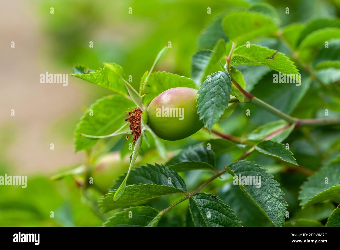 Browsed green tree hi-res stock photography and images - Alamy