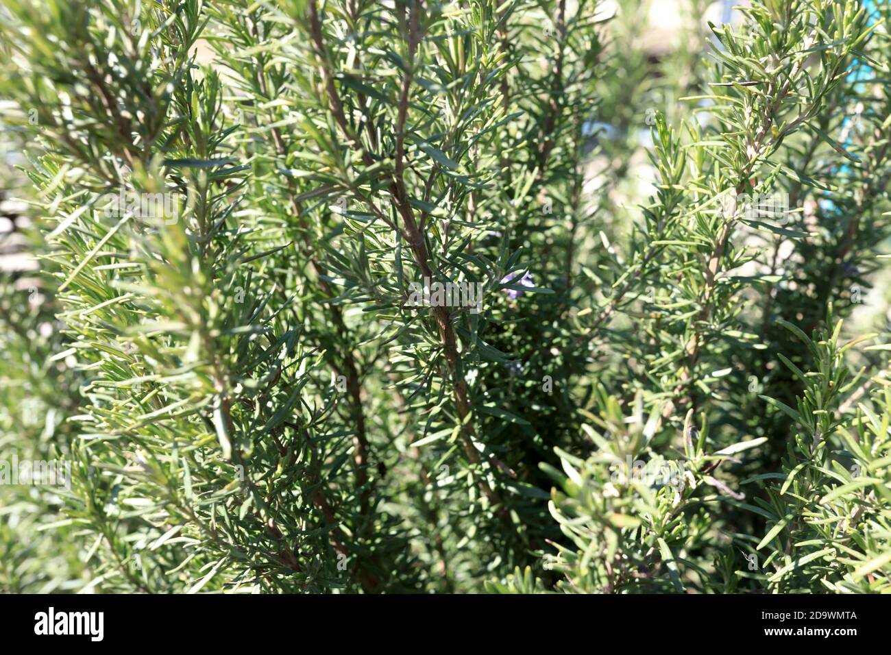 View of rosemary plants in the garden Stock Photo - Alamy