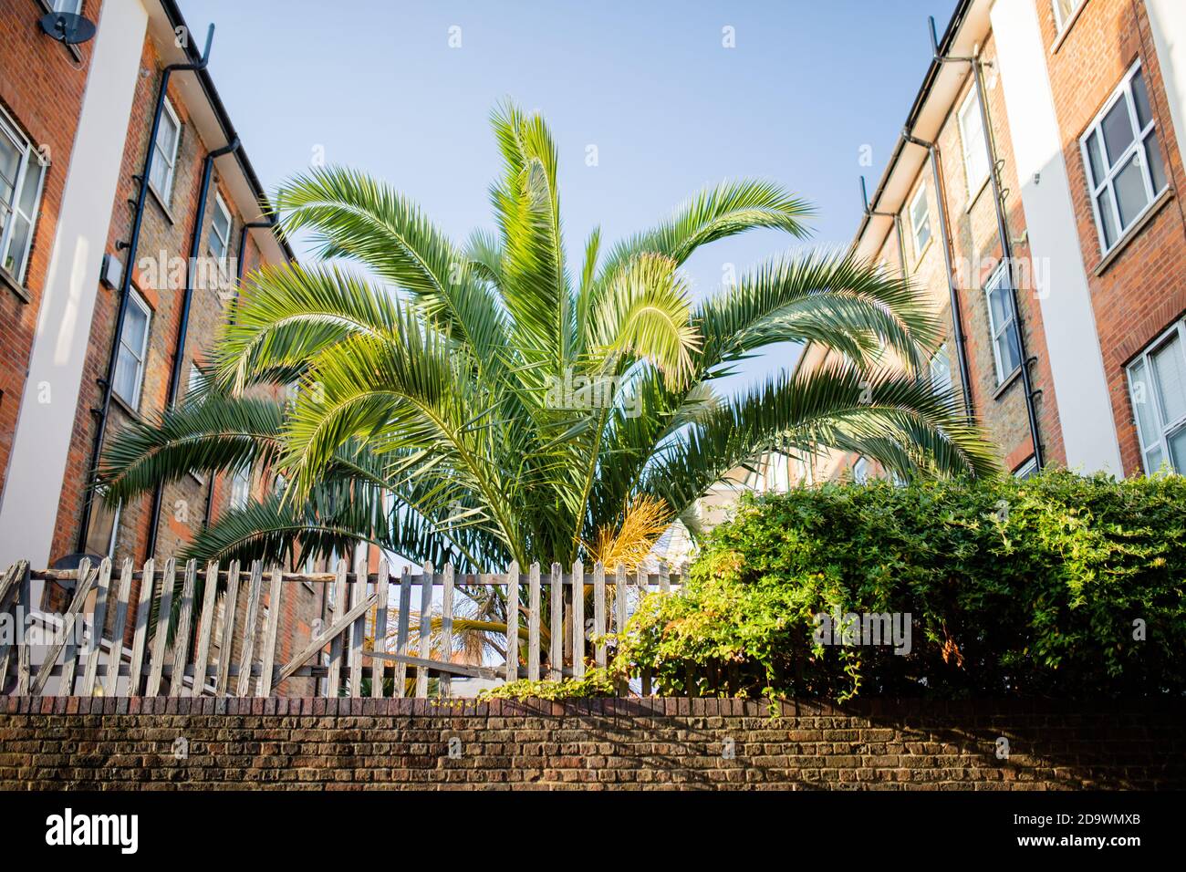Landscape View of a Palm Tree Behind a Red Brick Wall Between Two ...