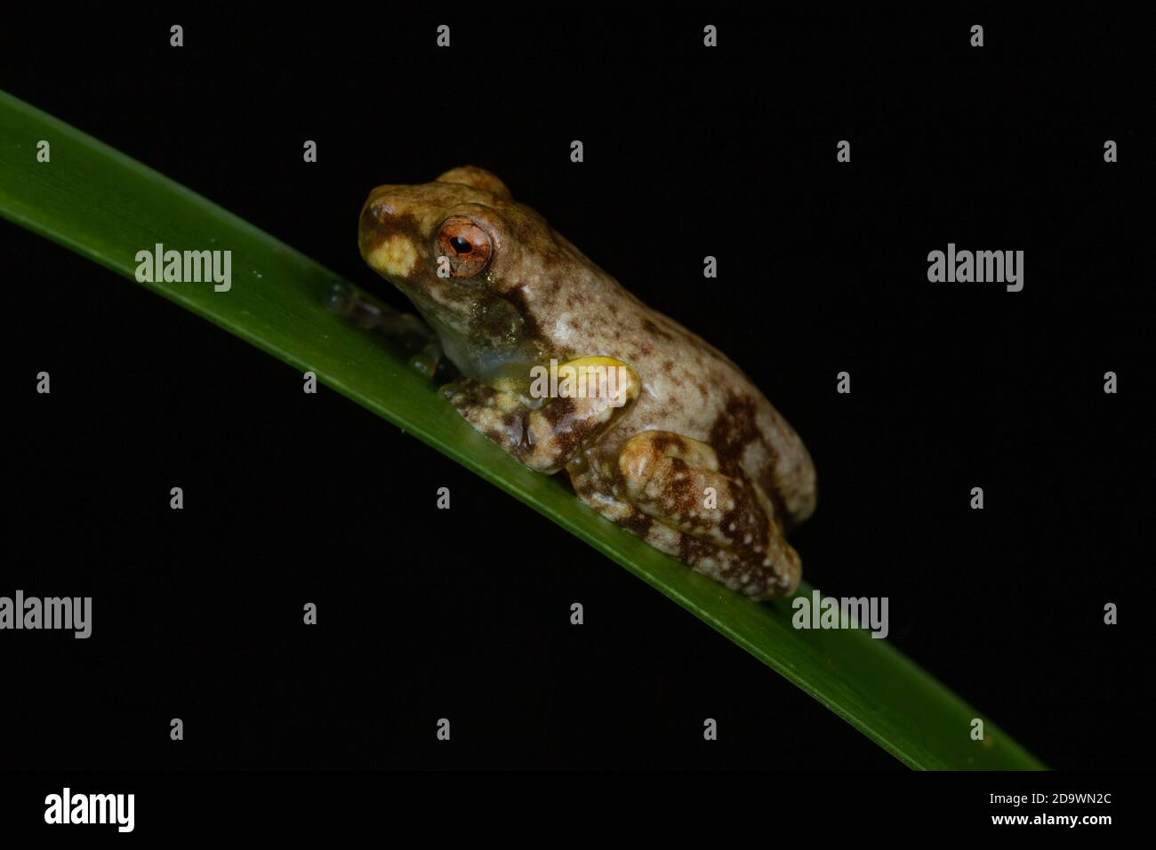 Baby frog on blade of grass (Metamorph of a Litoria species). Kuranda ...