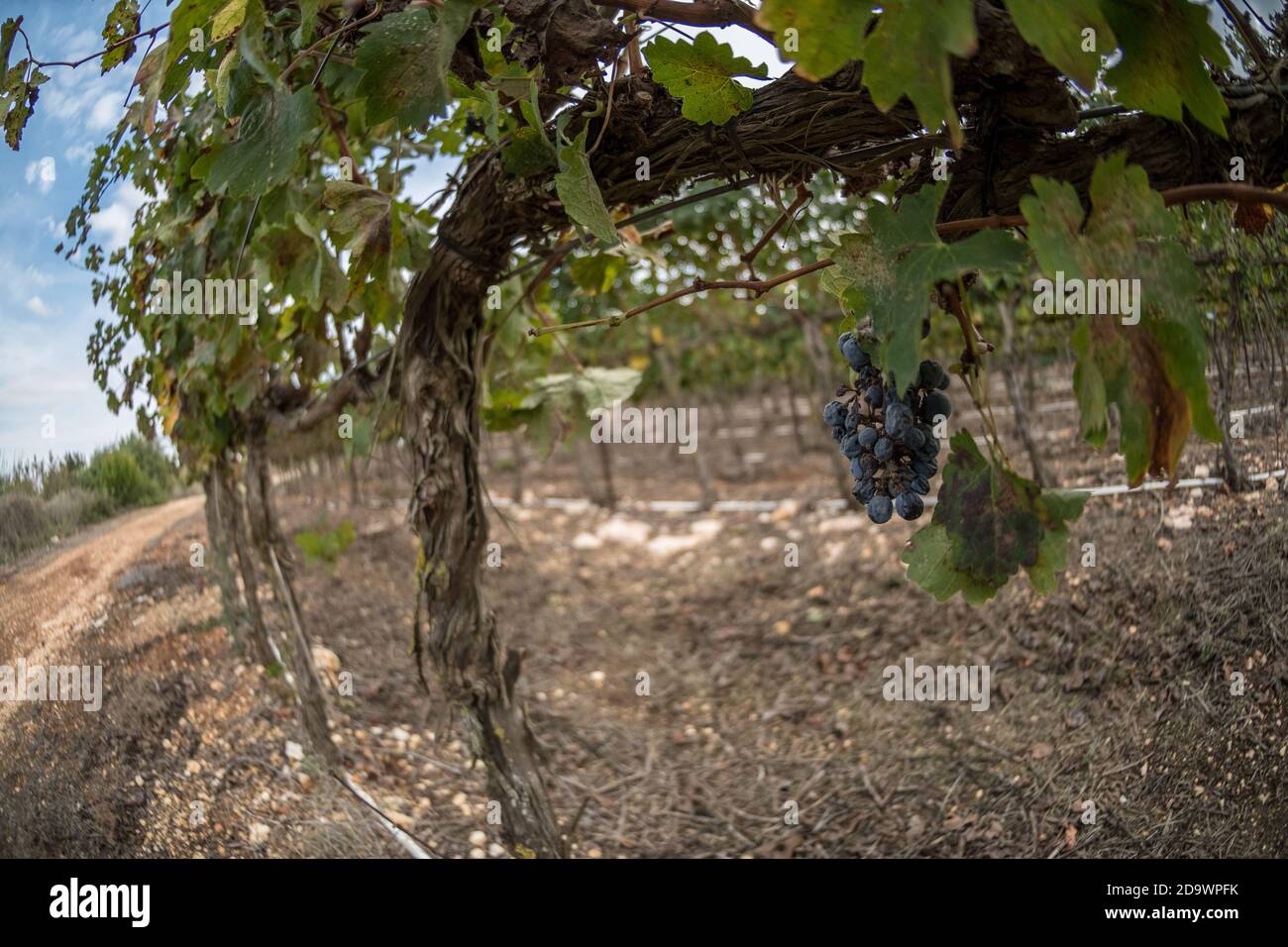 Small beautiful vineyard on the hills of Jerusalem- Israel during the ...