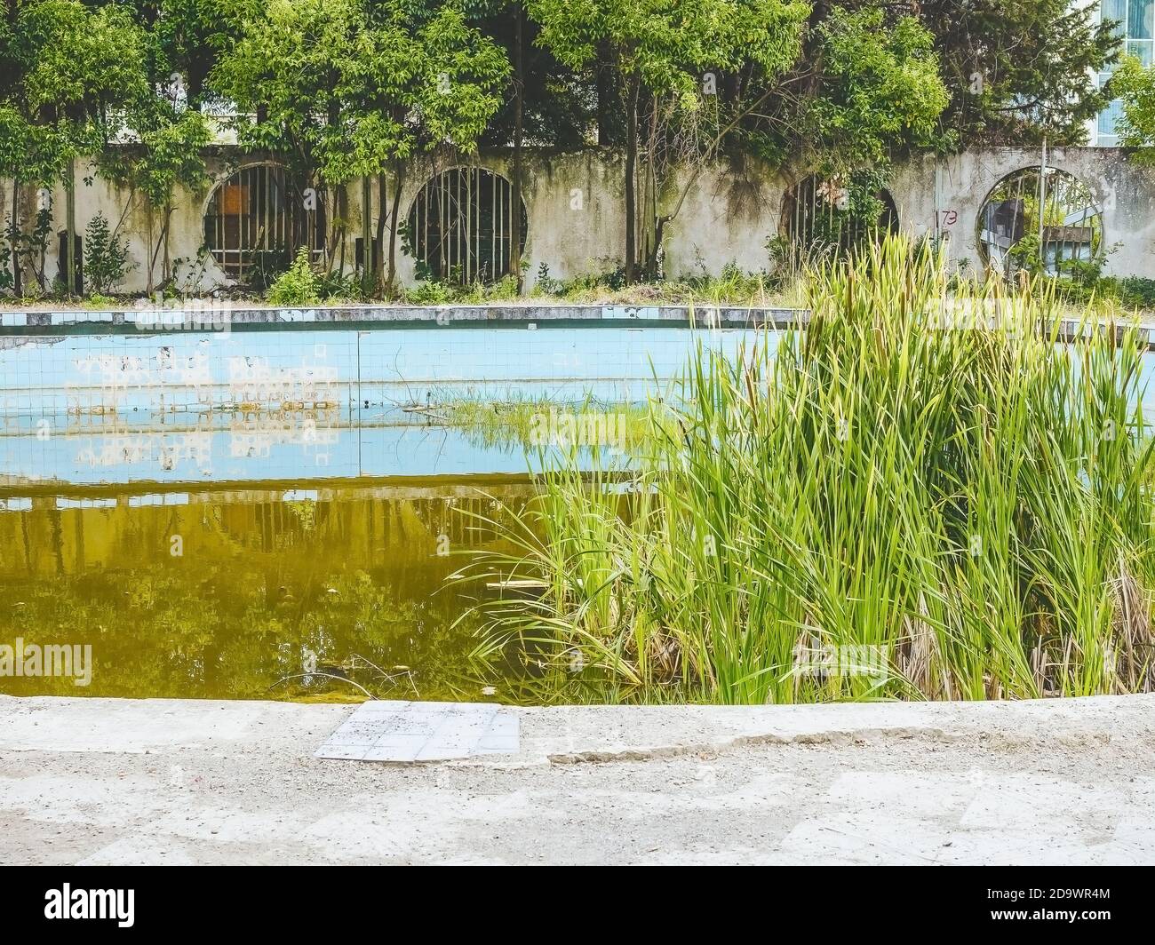 Old abandoned sanatorium pool overgrown with reeds with green muddy ...