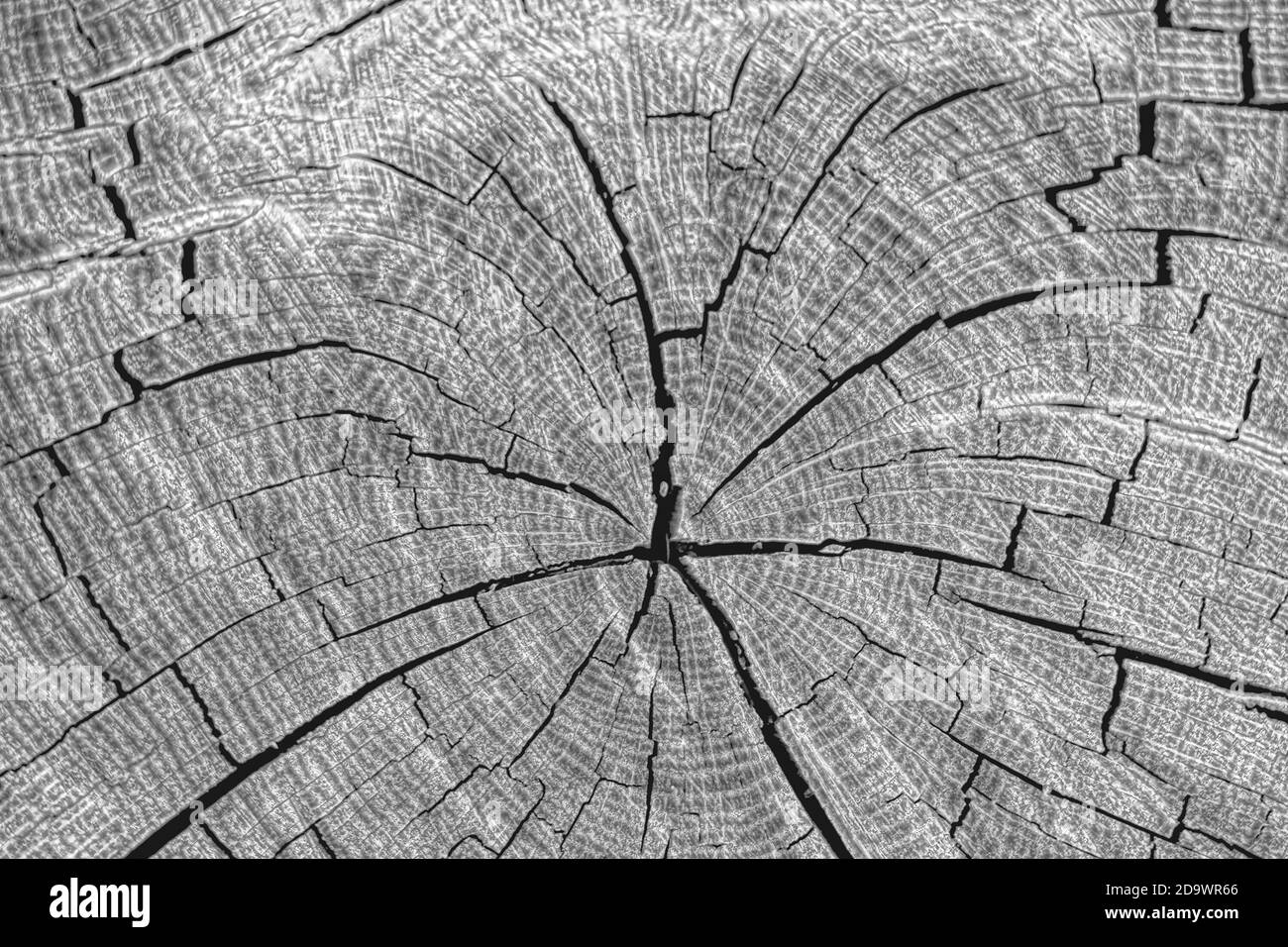 Wood texture of cutted tree trunk, close-up Stock Photo - Alamy