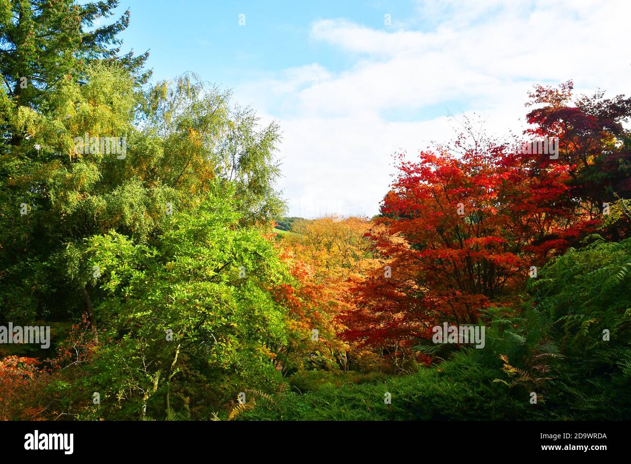 Autumn colours in Britain, trees, countryside, UK Stock Photo - Alamy