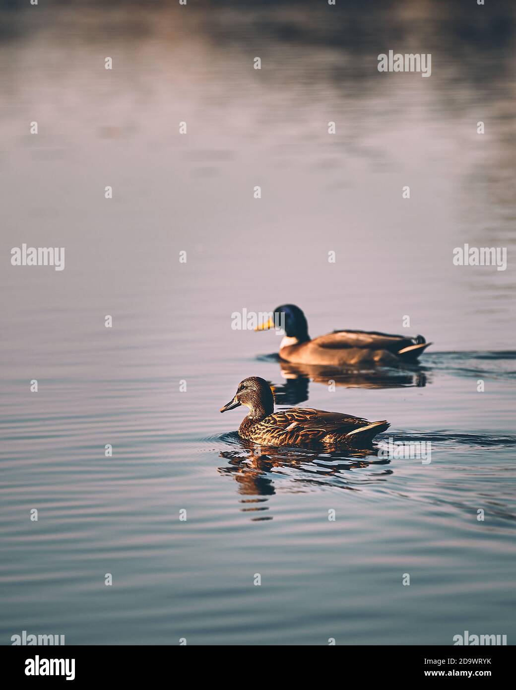 Fall colours in high park hi-res stock photography and images - Alamy