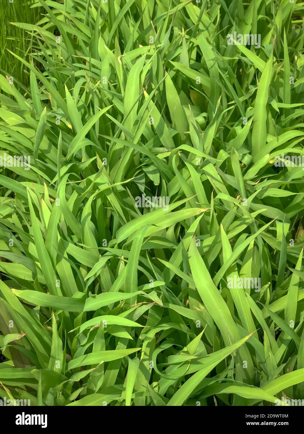 Close up textured of green grass in the garden, background for nature ...