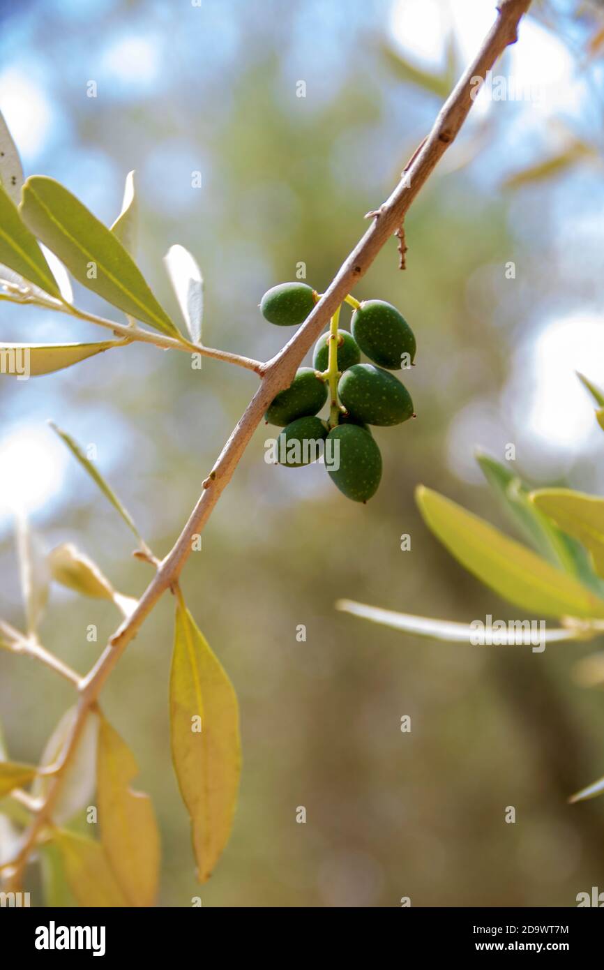 Olive tree in tuscan countryside Stock Photo - Alamy