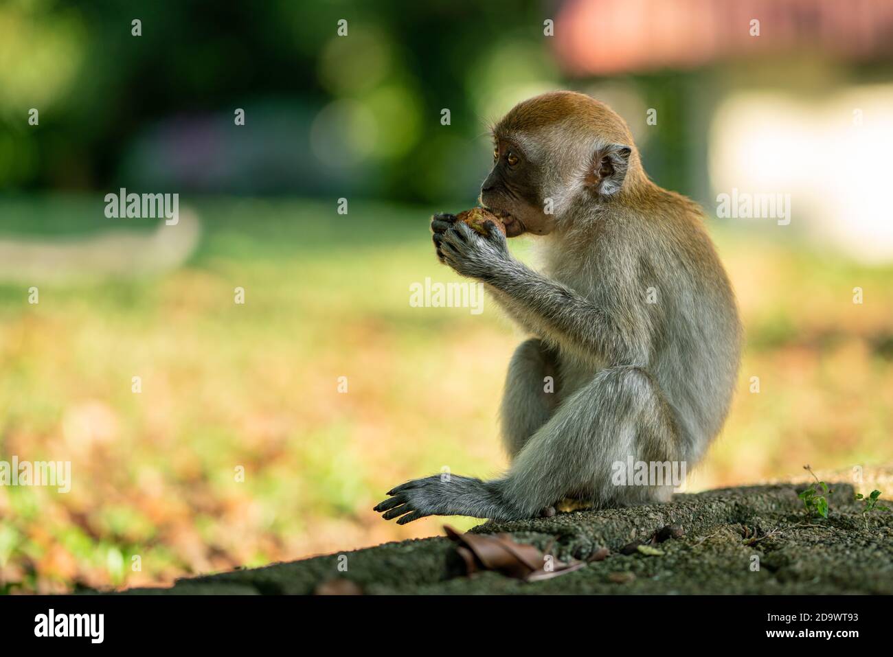 Cute little Green monkey eating fruit Stock Photo - Alamy