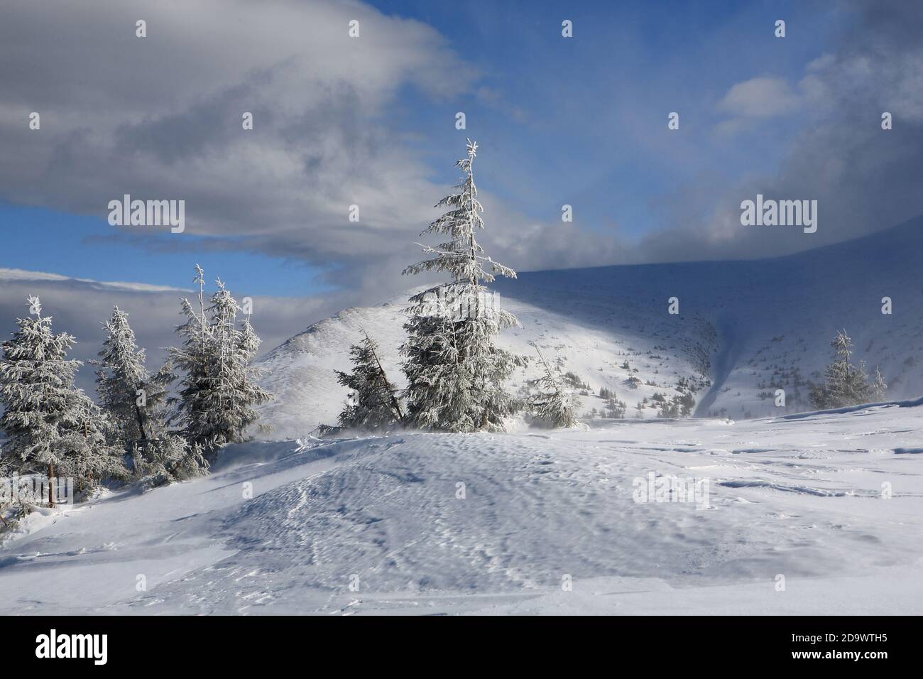 Spruce covered with snow in the mountains Stock Photo - Alamy