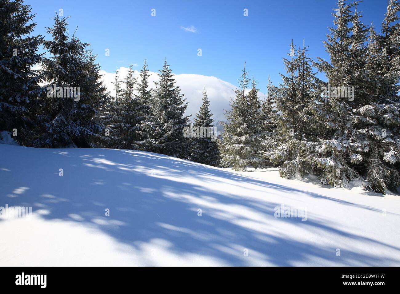 Spruce covered with snow in the mountains Stock Photo - Alamy