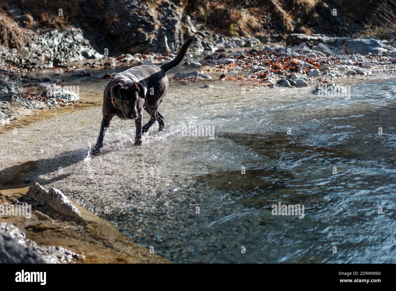 Labrador nature hi-res stock photography and images - Alamy