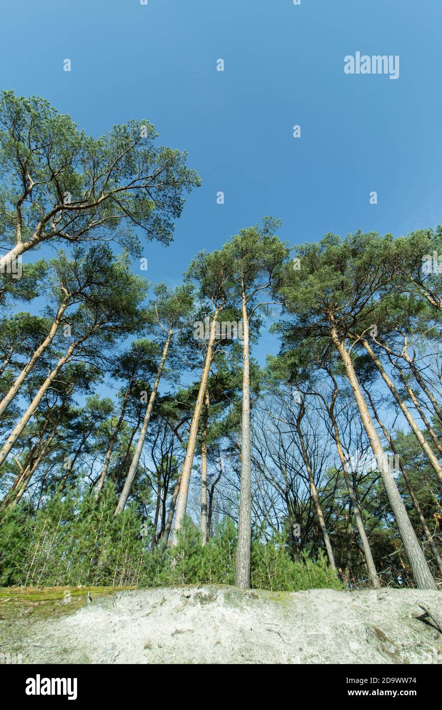 Vertical shot dense pine hi-res stock photography and images - Alamy