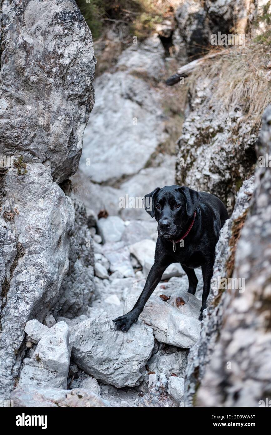 Labrador nature hi-res stock photography and images - Alamy