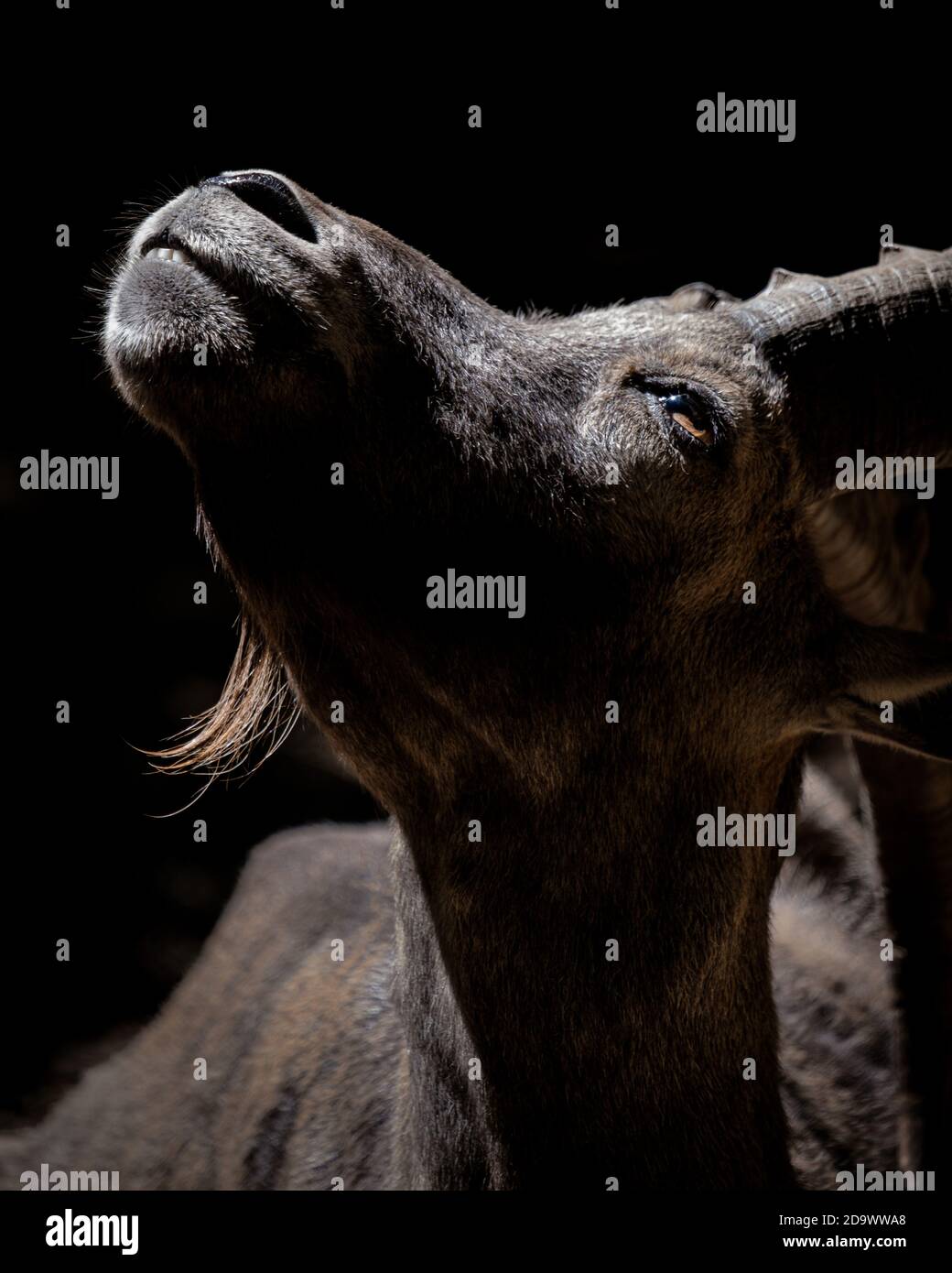 Black Goat Portrait High Resolution Stock Photography and Images - Alamy