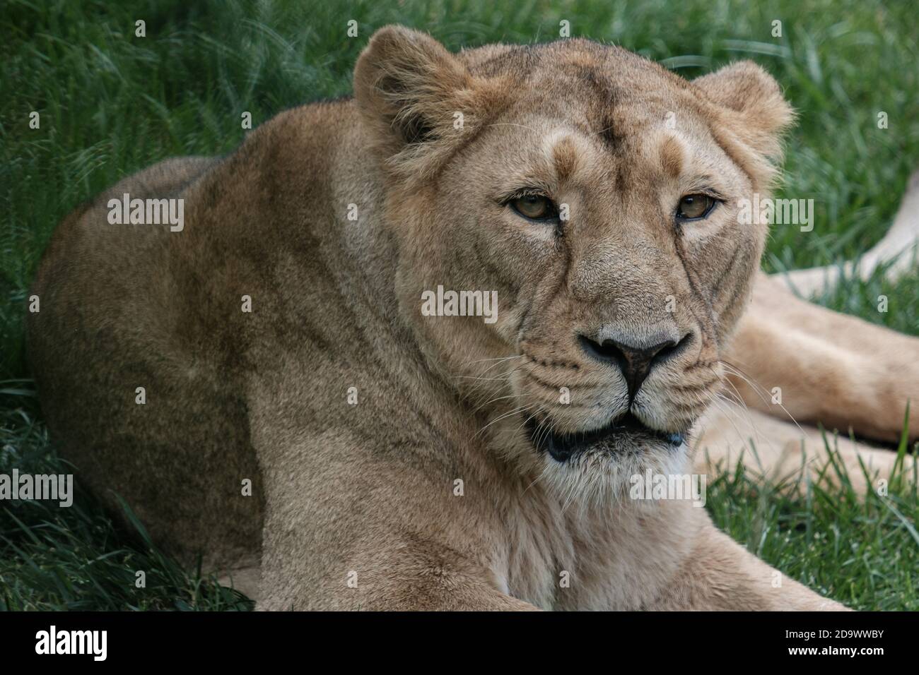 Lioness resting after meal Stock Photo - Alamy