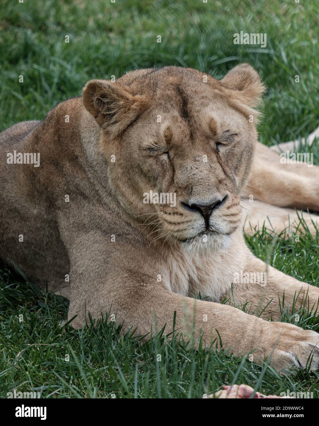Lioness resting after meal Stock Photo - Alamy