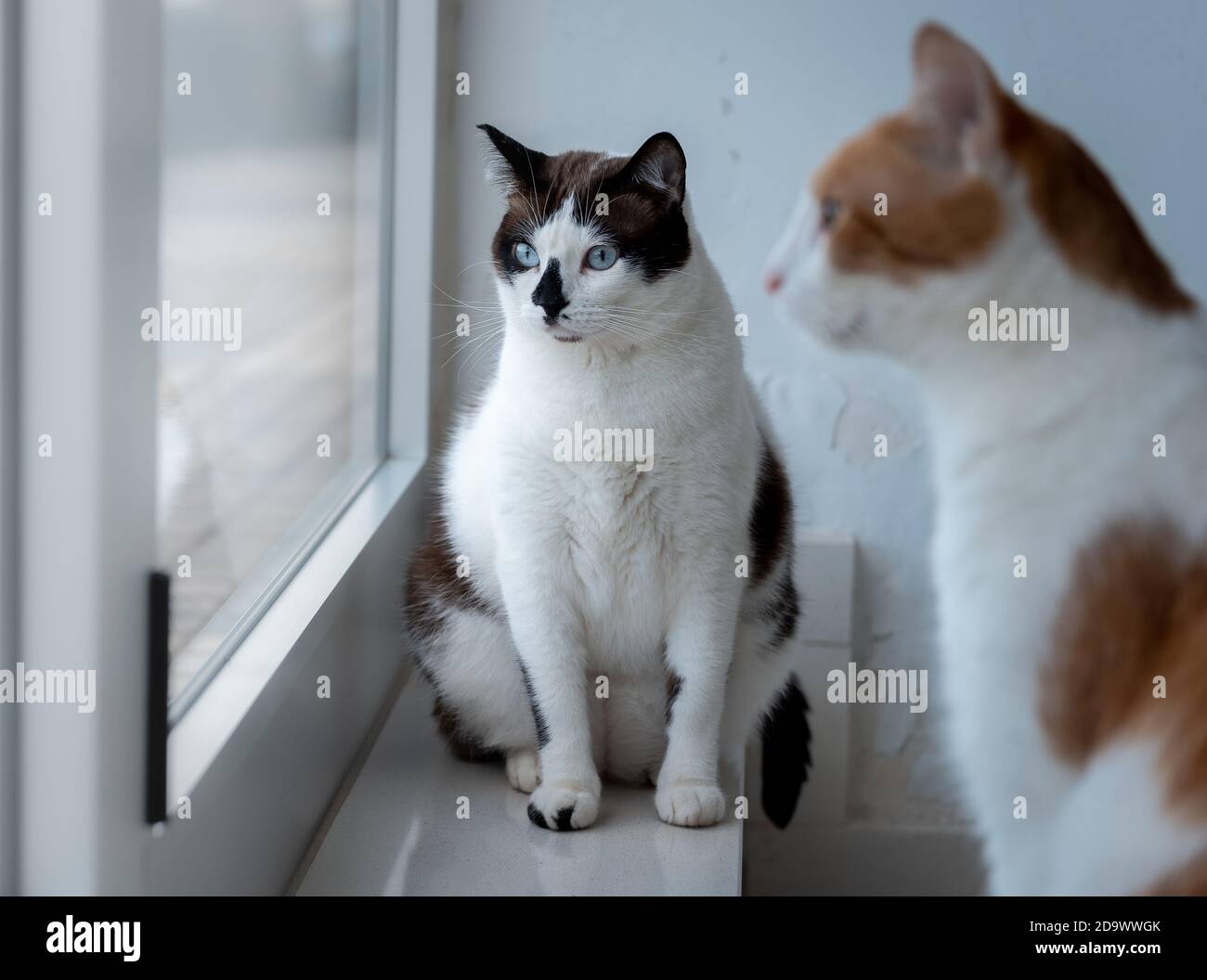 two domestic cats look outside from the door Stock Photo - Alamy