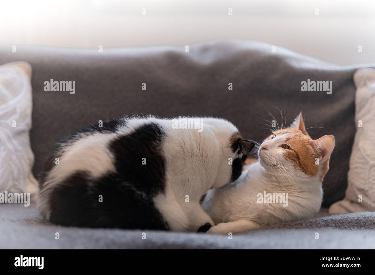 brown and white cat licks the ear of a black and white cat Stock Photo ...
