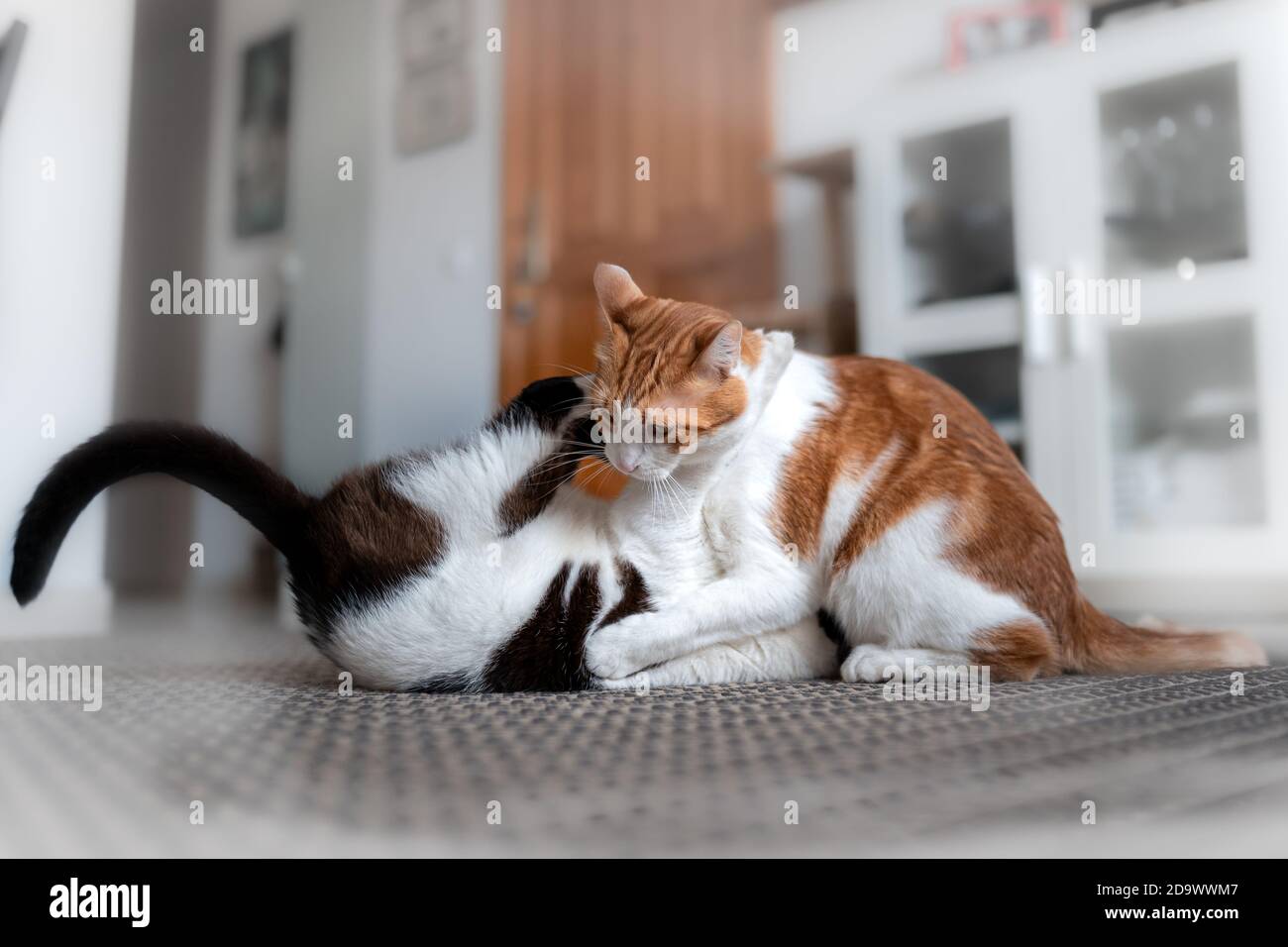 Cats living together hi-res stock photography and images - Alamy