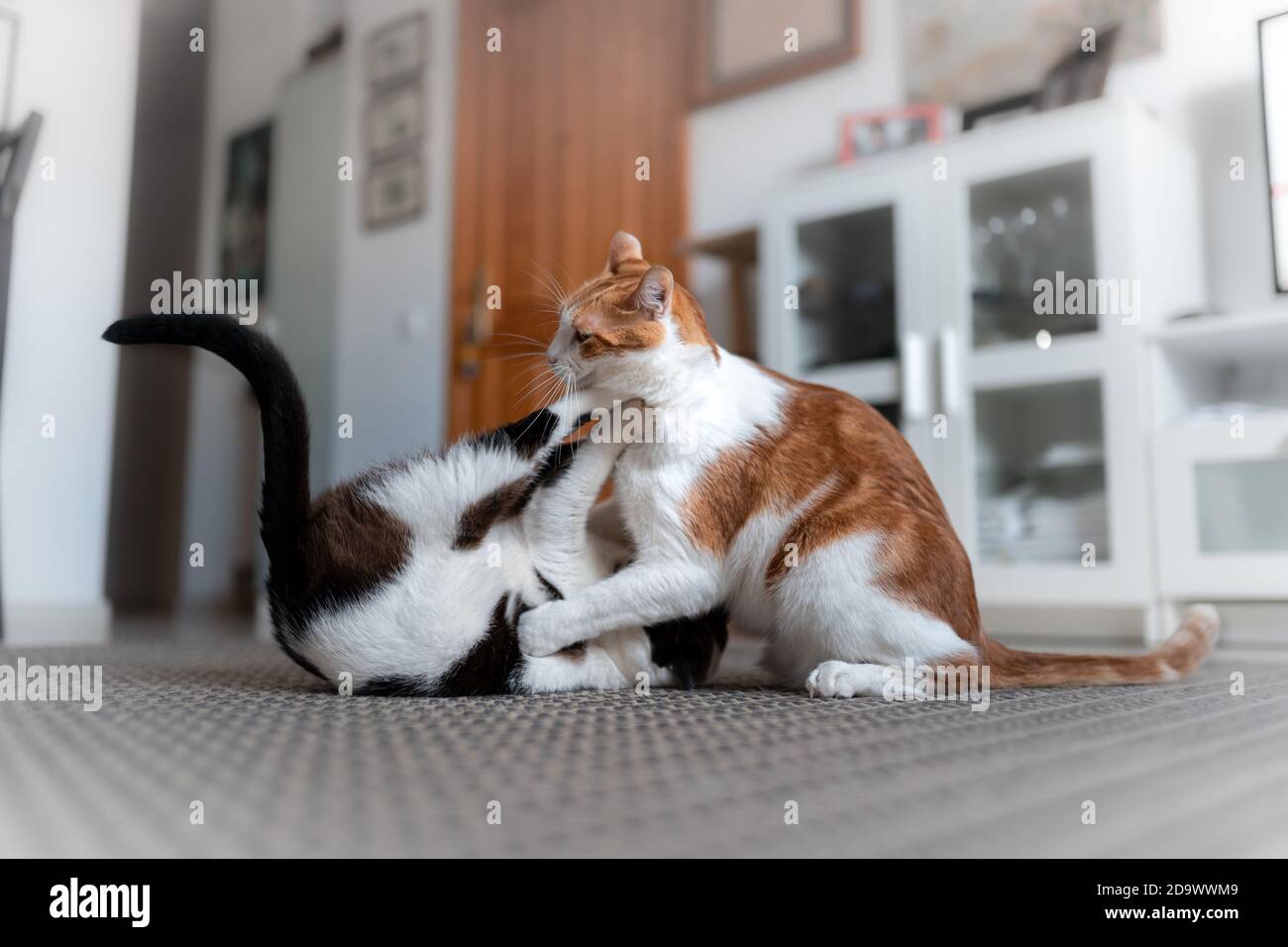two domestic cats play together on the carpet 2 Stock Photo - Alamy