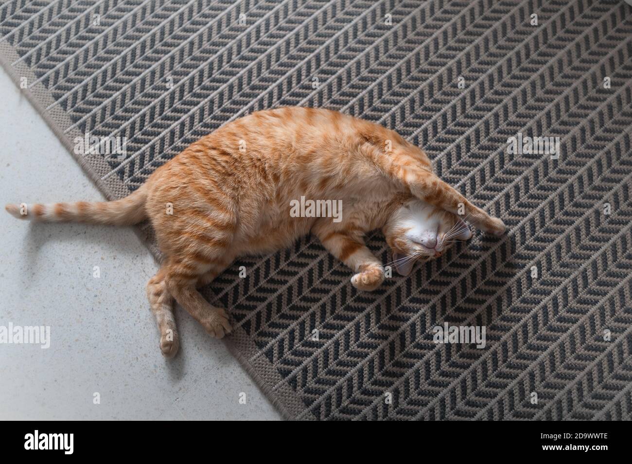 a brown tabby cat stretches its whole body on the carpet Stock Photo ...
