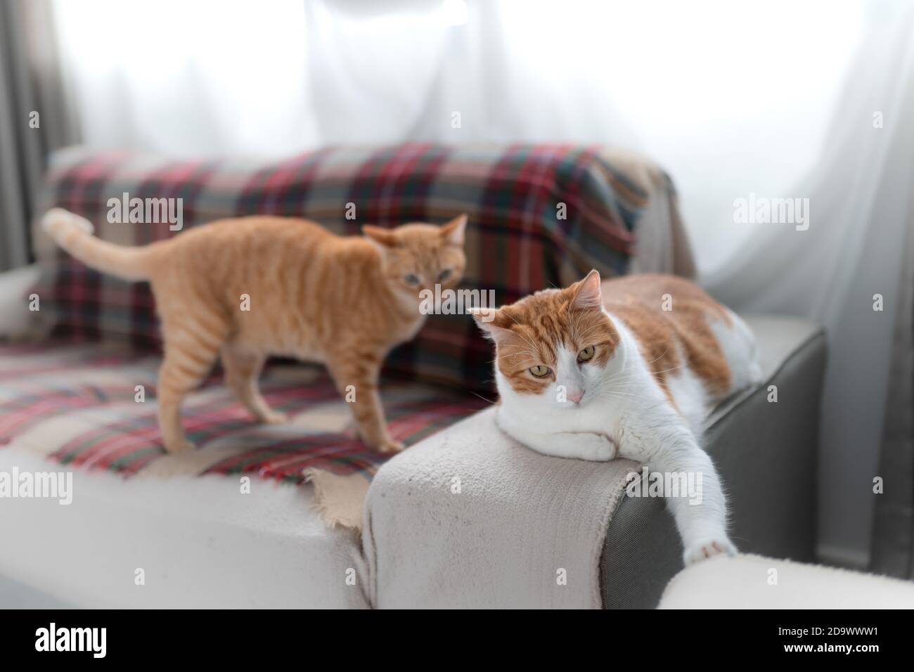 two domestic cats interact on the sofa Stock Photo - Alamy