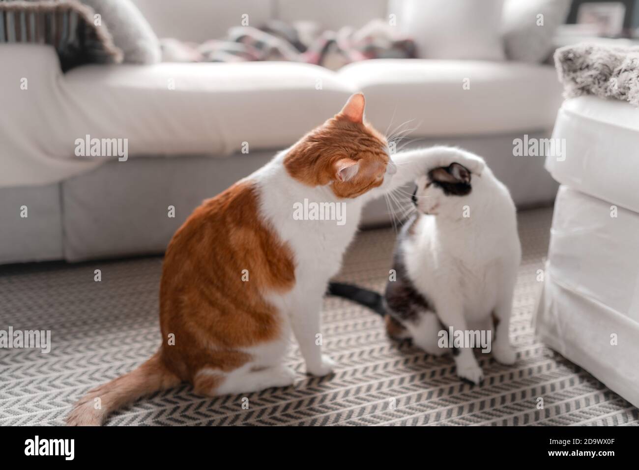two domestic cats play together on the carpet Stock Photo - Alamy