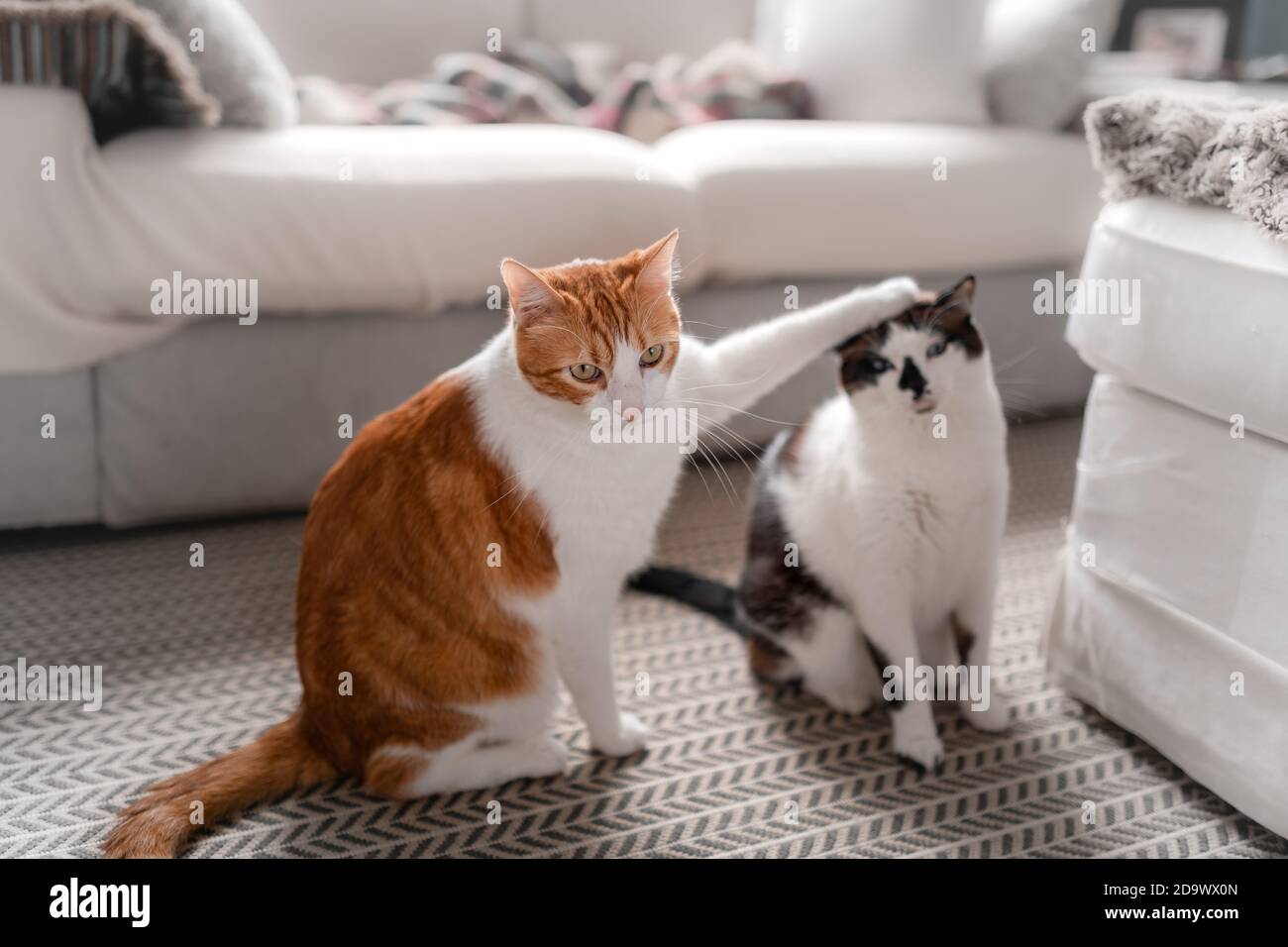 two domestic cats play together on the carpet Stock Photo - Alamy