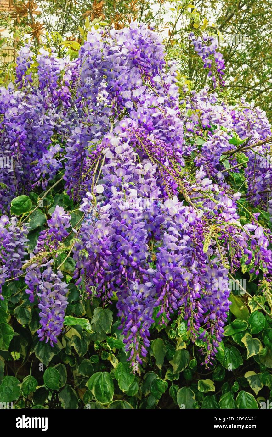 Spring flowers. Beautiful blooming wisteria vine on spring day in ...