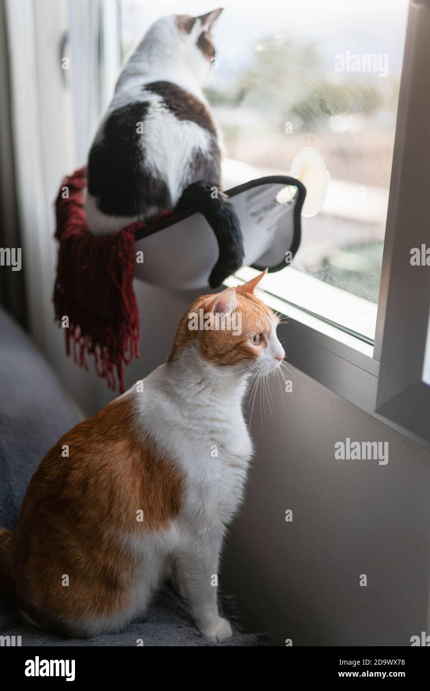 vertical composition. two domestic cats looks out from the window Stock ...