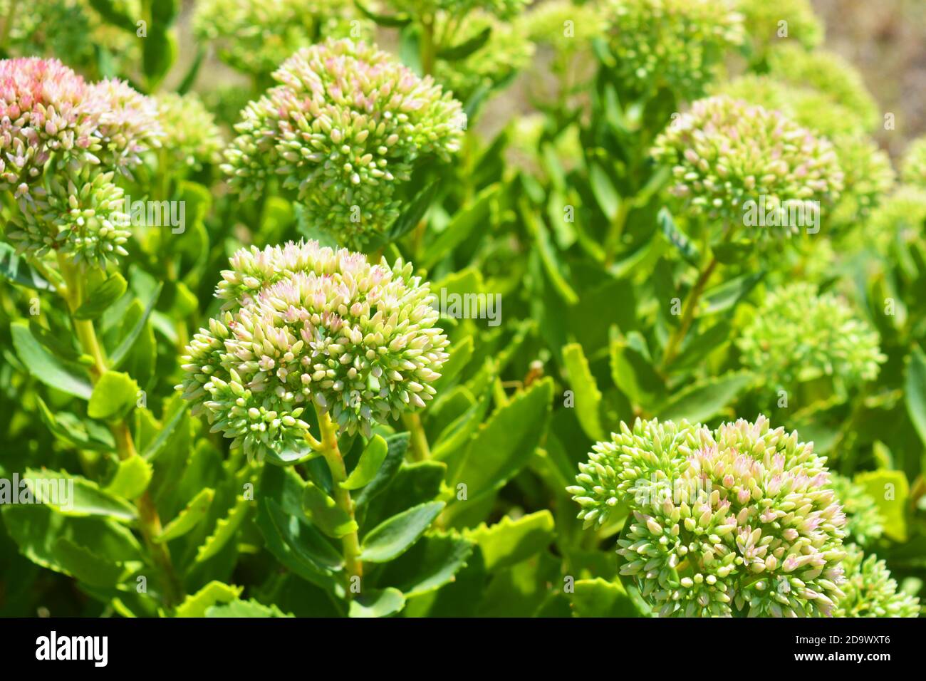 Bright and colorful bushy bushes with flowers are beautifully located ...