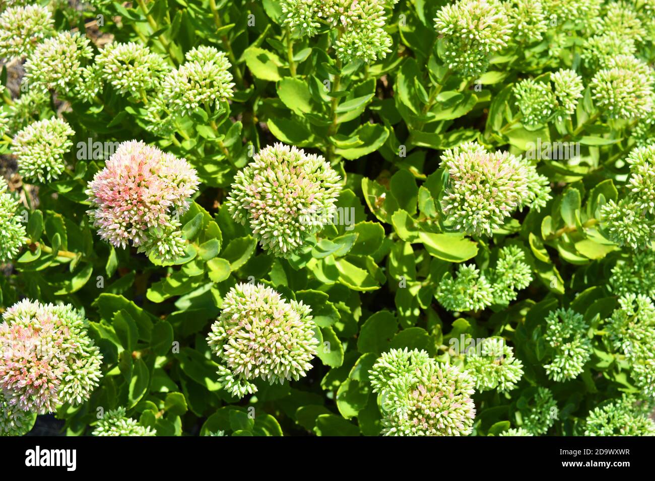 Bright and colorful bushy bushes with flowers are beautifully located ...