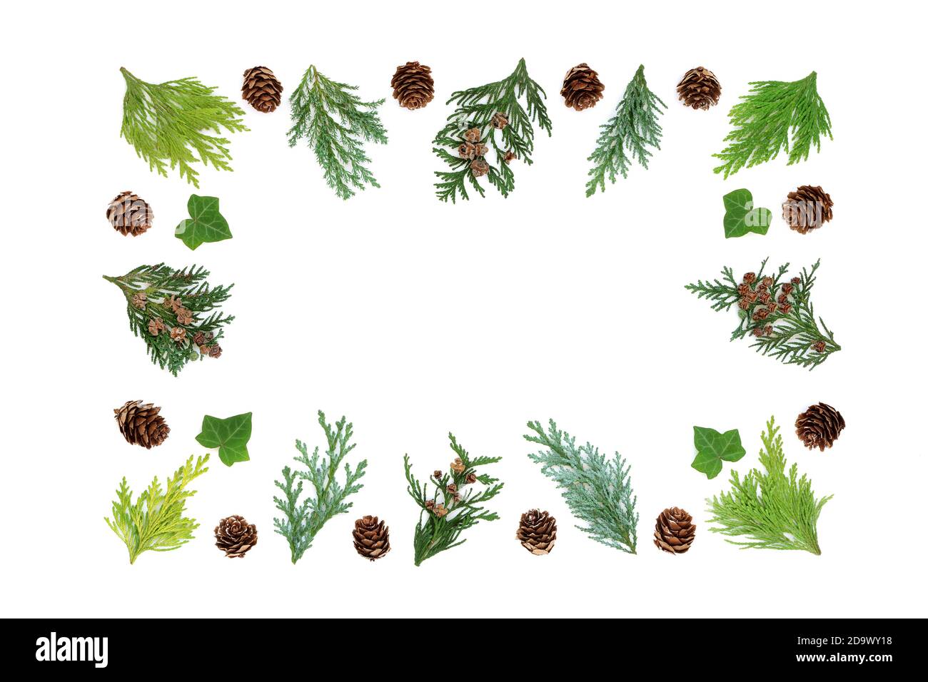Cedar cypress fir, pine cones & ivy leaves abstract border on white ...