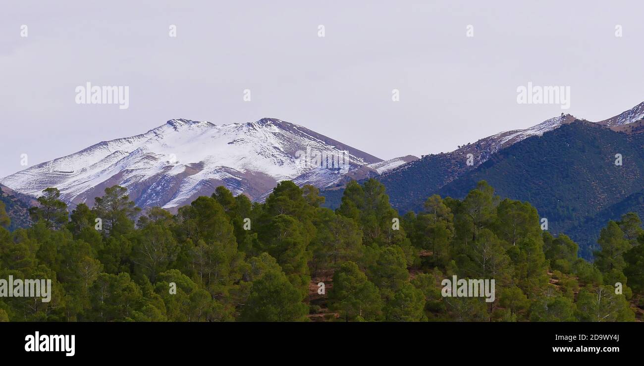 Green colored coniferous trees in forest with snow-capped Altas ...