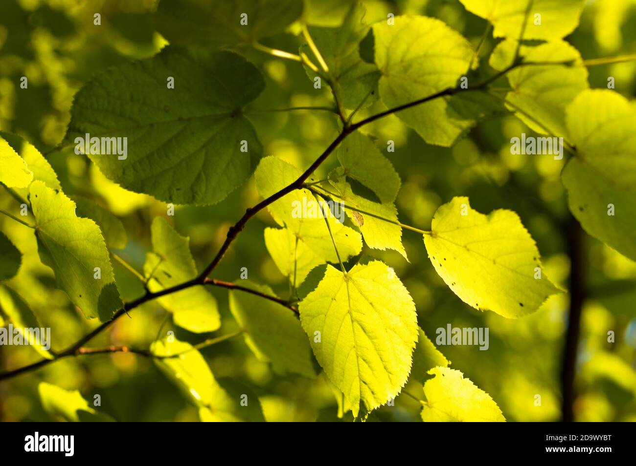 Tree branch with bright green leaves, texture for wallpaper or ...
