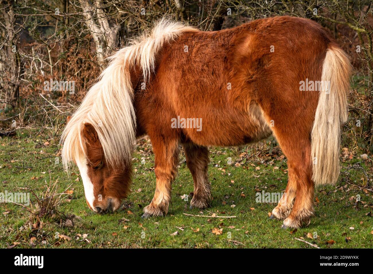 Shetland pony in The New Forest Stock Photo - Alamy