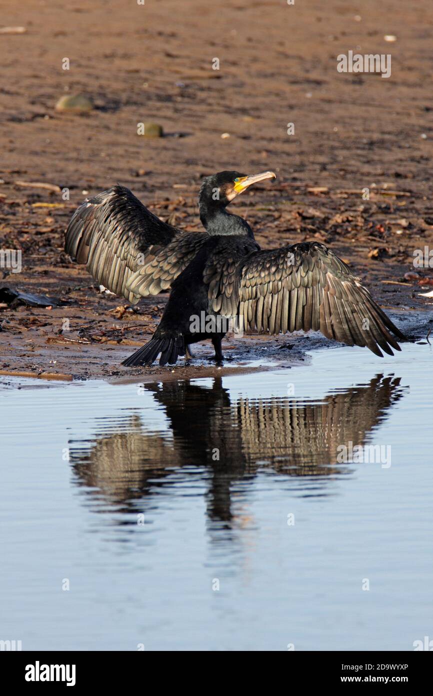 Bird wing outstretched hi-res stock photography and images - Alamy