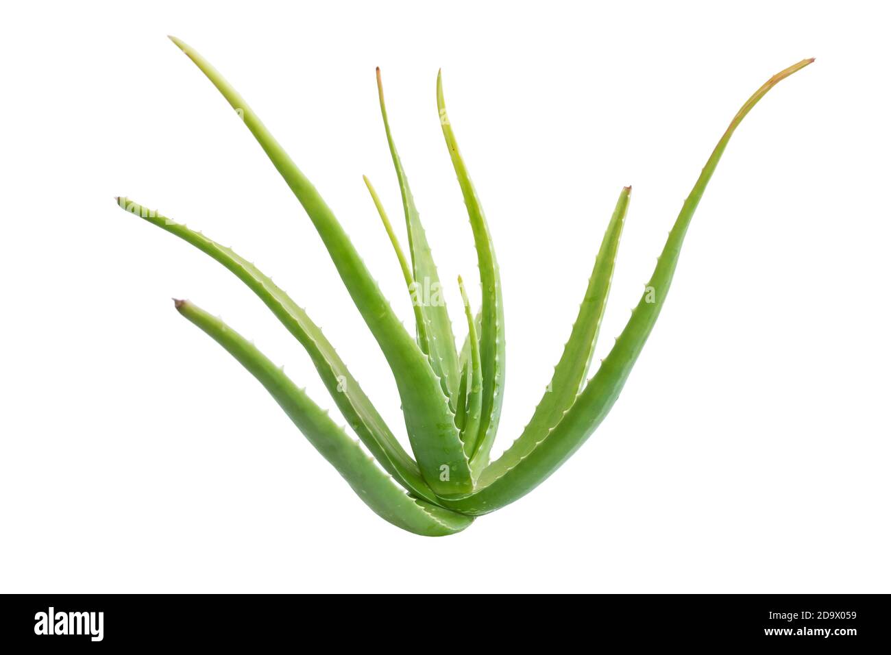 Closeup of the stem of aloe vera,Aloe vera is a plant with many ...