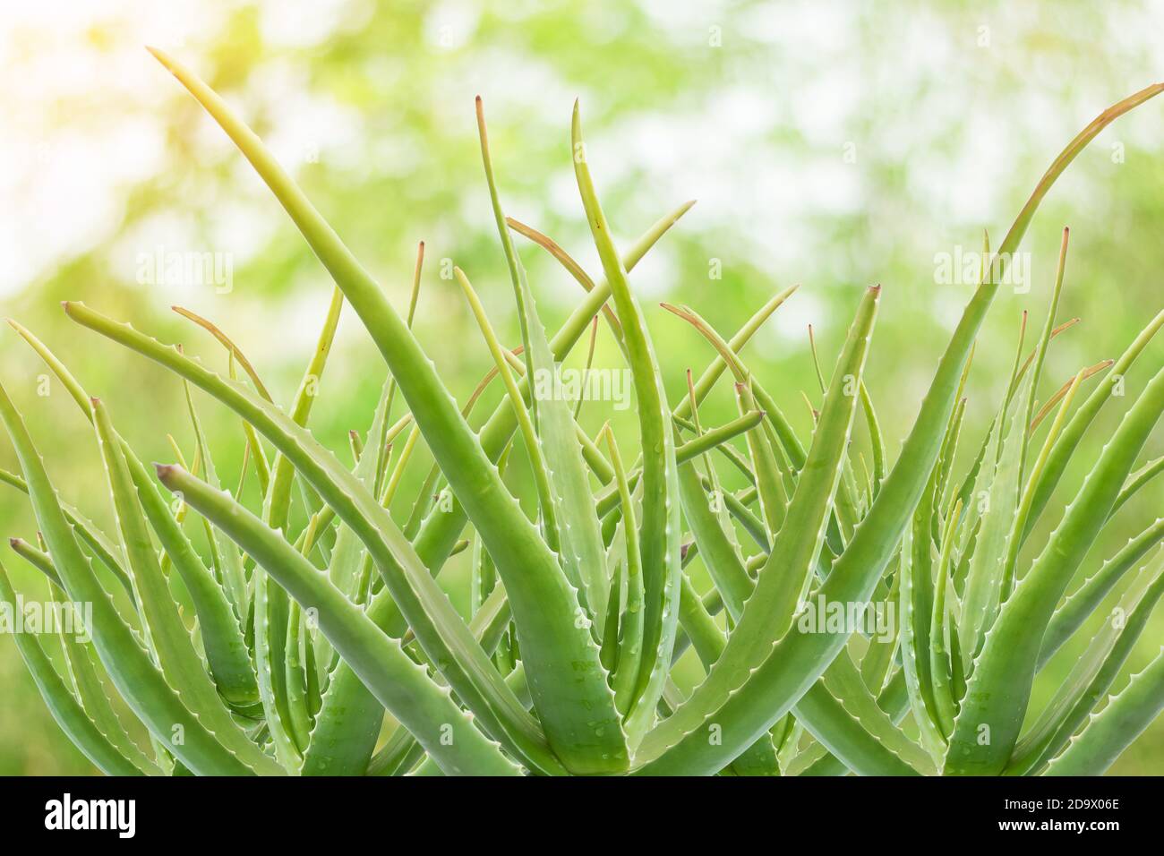 Group of the stem of aloe vera on white background, Aloe vera is a ...