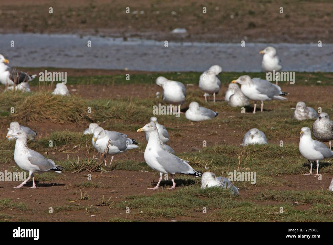 Flock of european herring gulls hi-res stock photography and images - Alamy