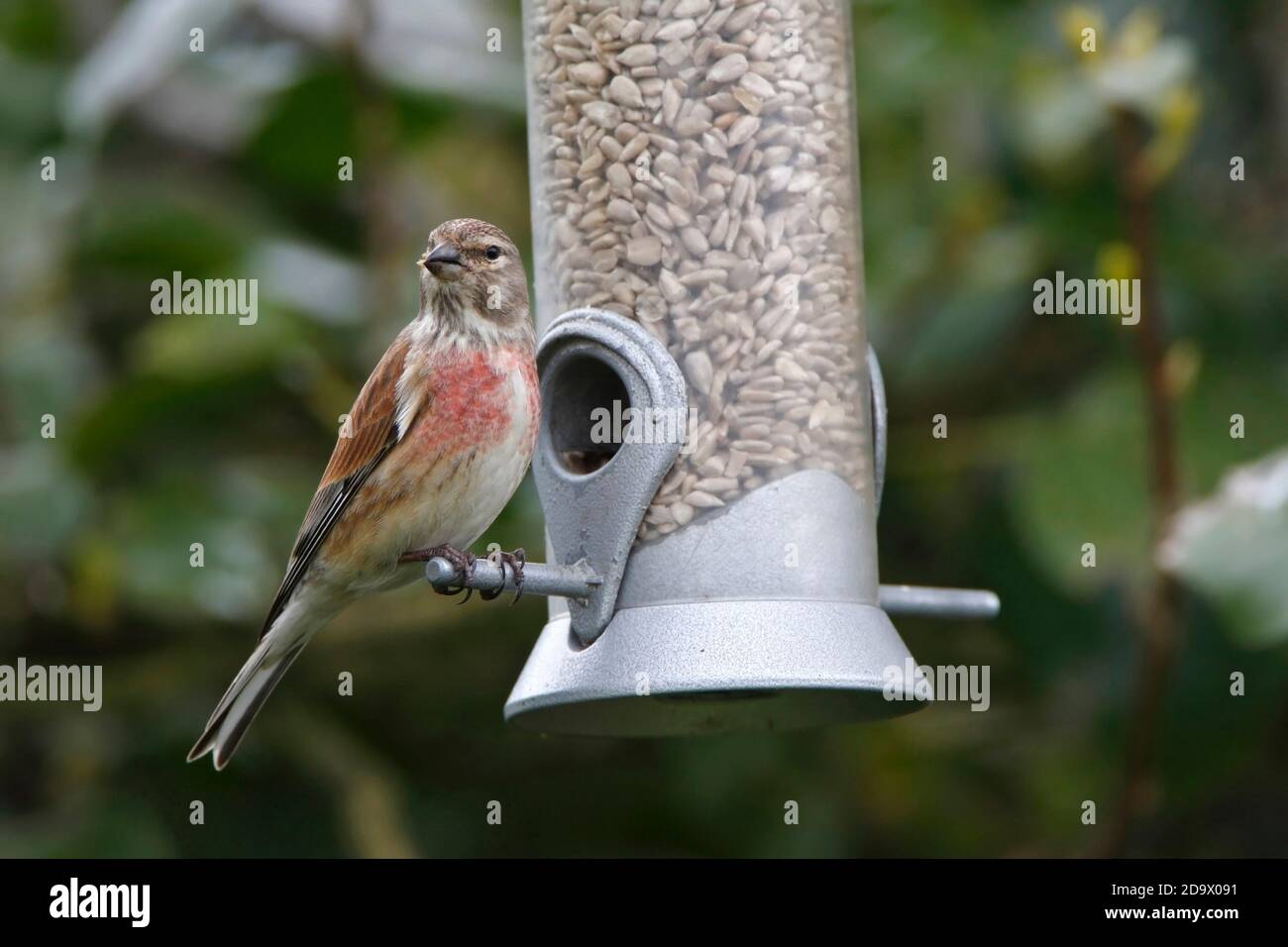 (Common) LINNET (Linaria cannabina/Carduelis cannabina) male on a ...
