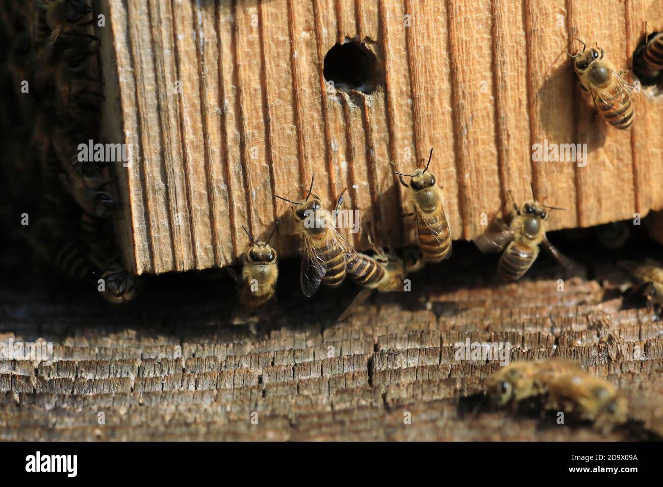 Japanese Honey bee (Apis cerana japonica) nesting in Japan Stock Photo ...