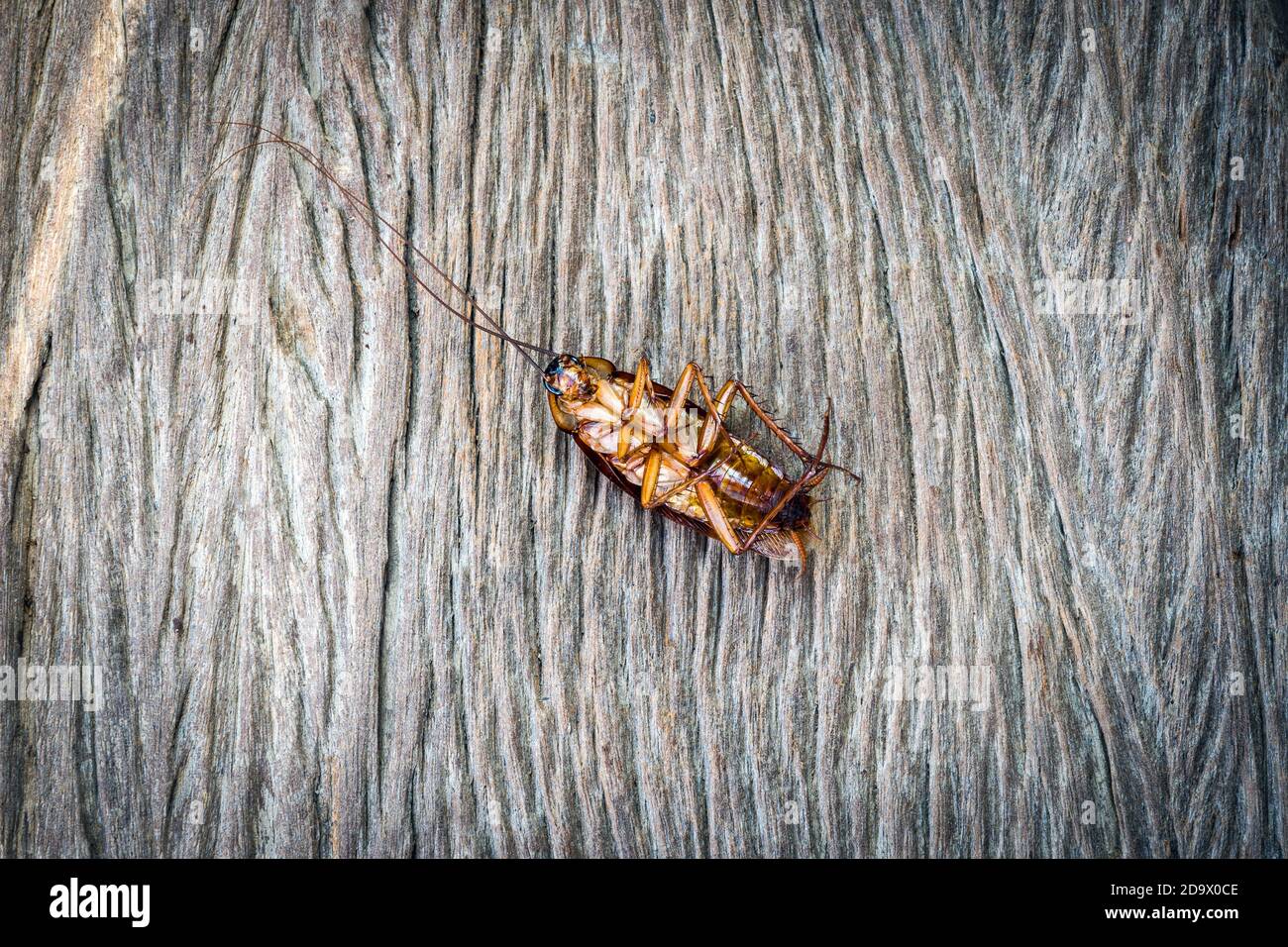 Cockroach lying dead on the old wooden floor Stock Photo - Alamy