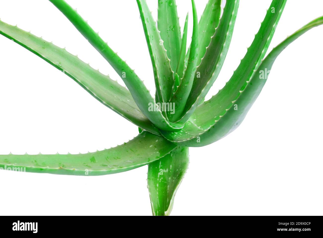 Closeup of the stem of aloe vera on white background, Aloe vera is a ...
