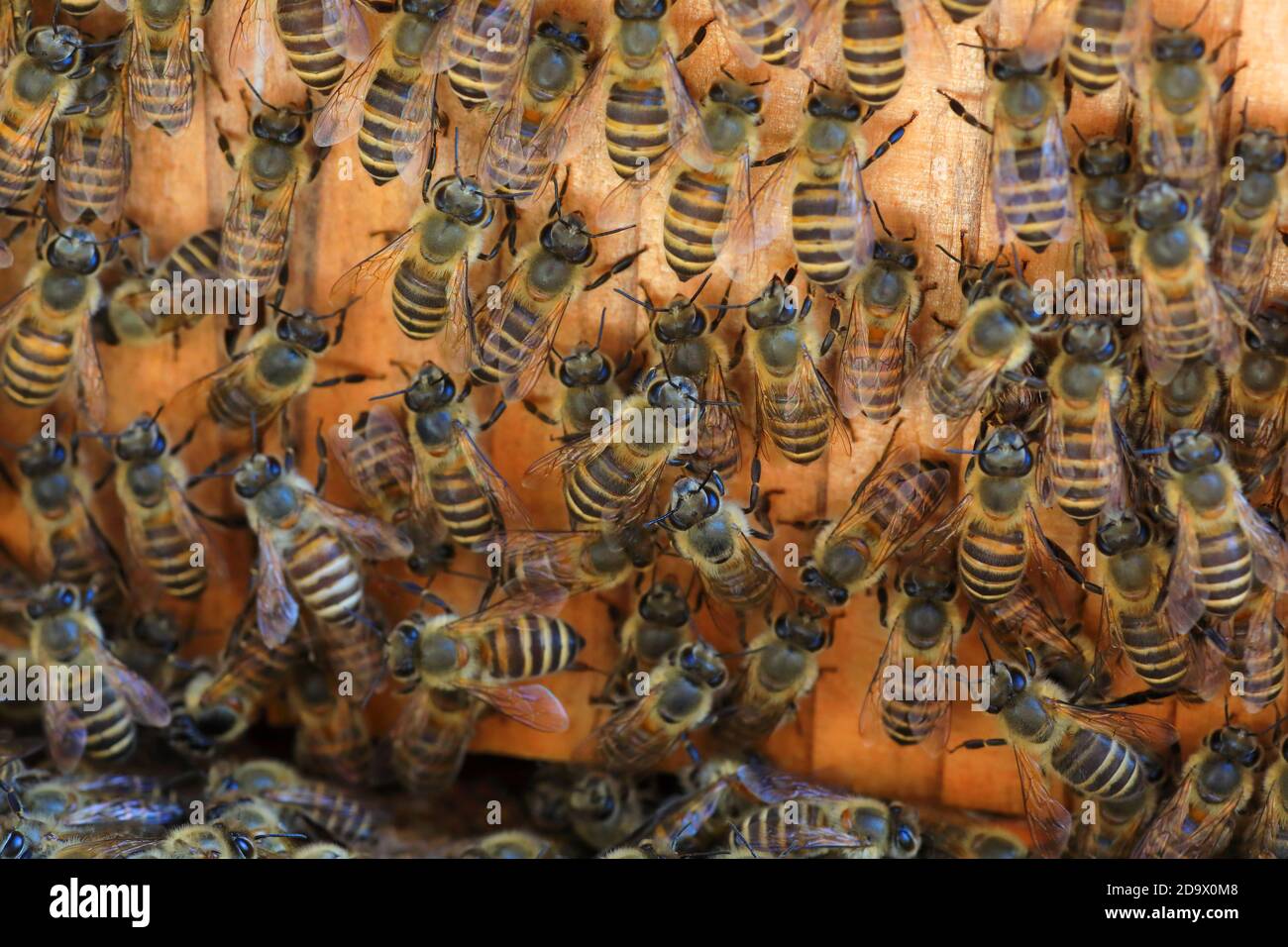 Japanese Honey bee (Apis cerana japonica) nesting in Japan Stock Photo ...