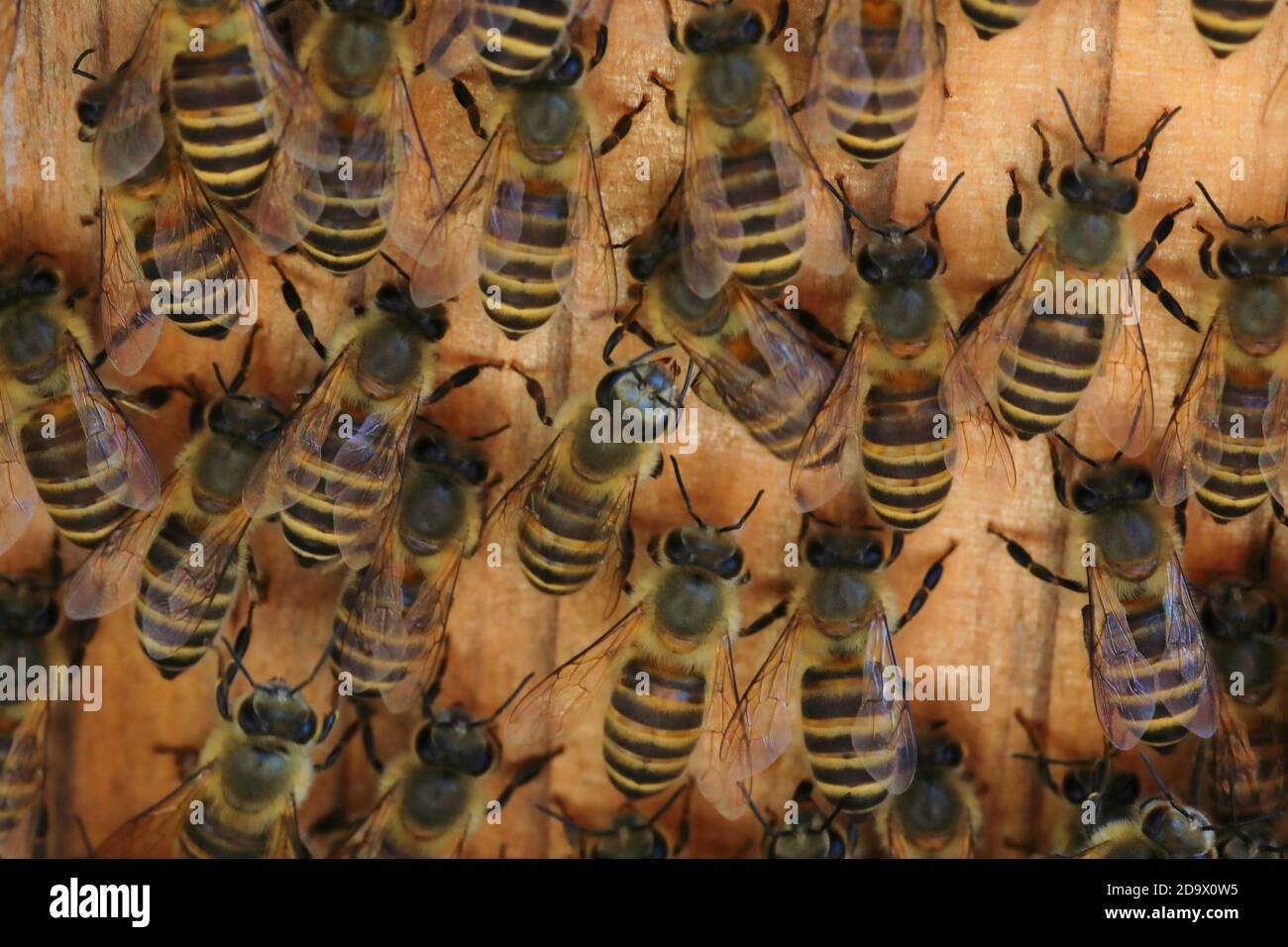 Japanese Honey bee (Apis cerana japonica) nesting in Japan Stock Photo ...