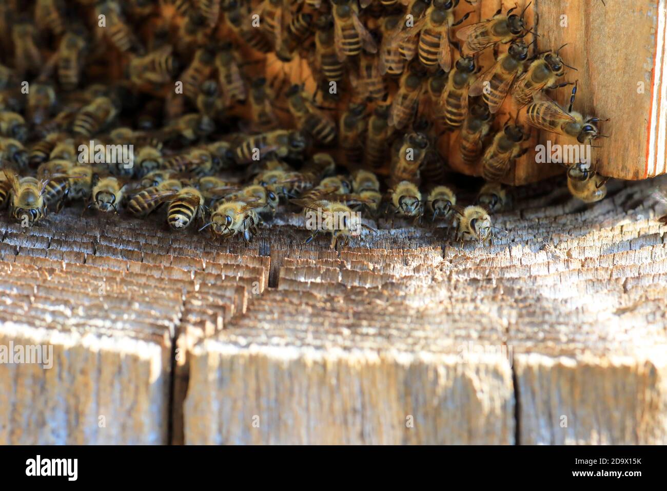 Apis cerana hi-res stock photography and images - Alamy