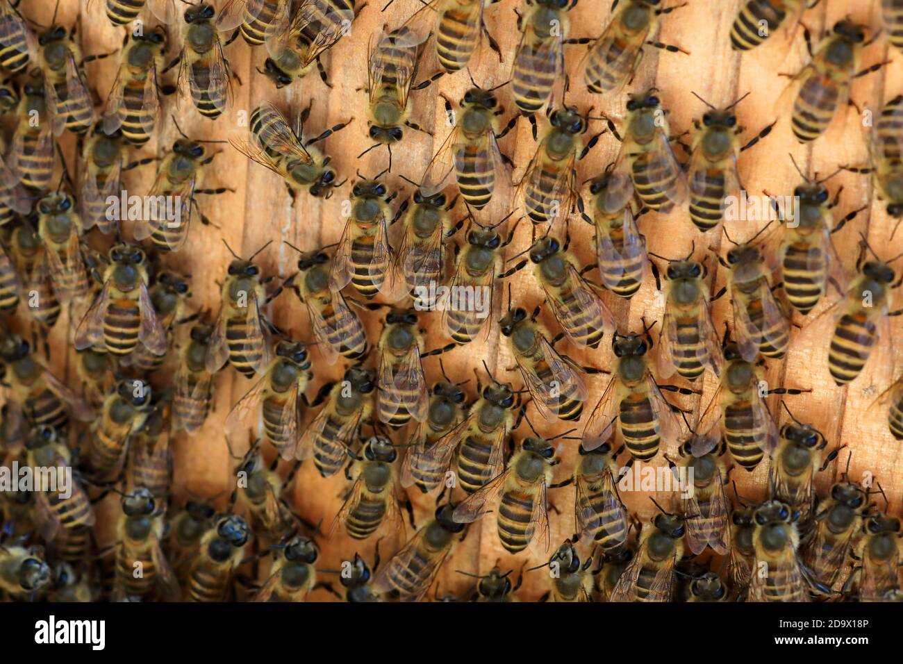 Japanese Honey bee (Apis cerana japonica) nesting in Japan Stock Photo ...